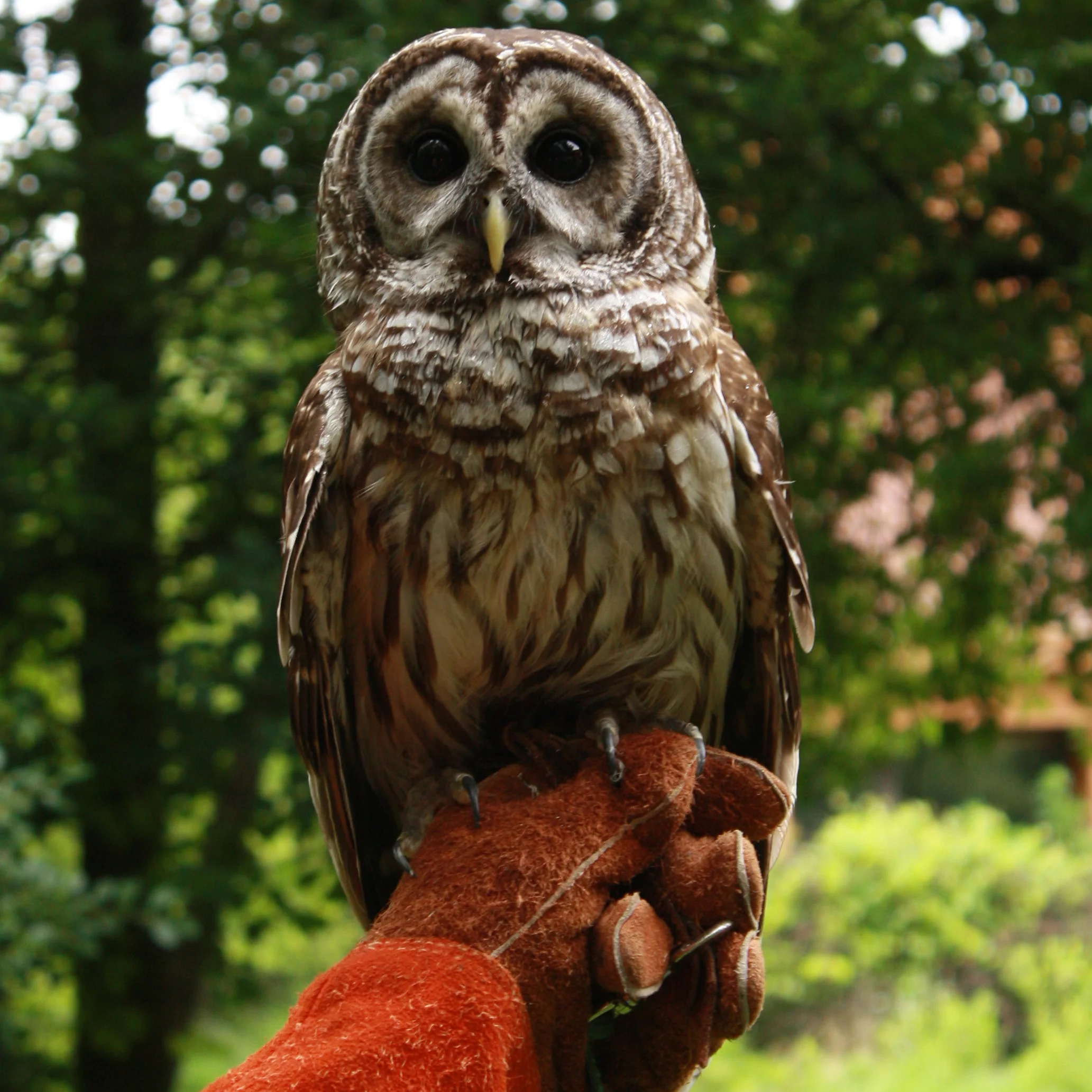 Raptor Center Lorain County Metro Parks raptor-center-lorain-county-metro-parks