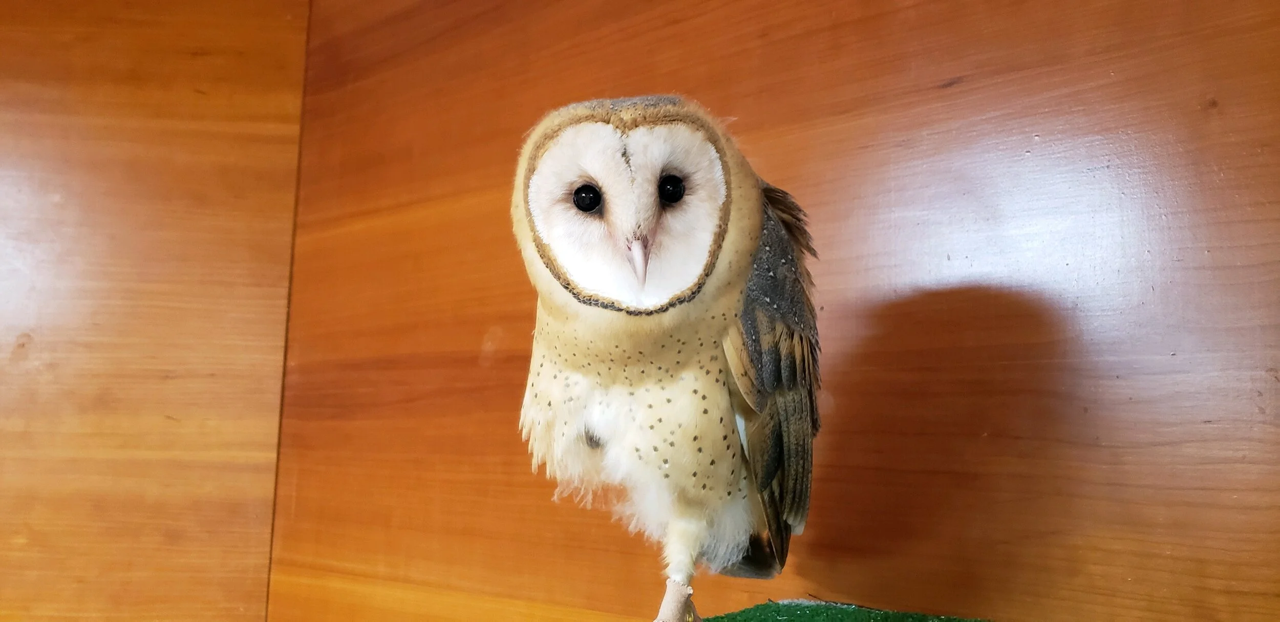 Raptor Center Lorain County Metro Parks raptor-center-lorain-county-metro-parks