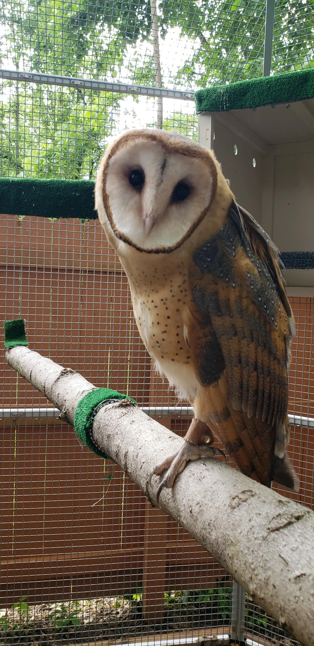 Raptor Center — Lorain County Metro Parks