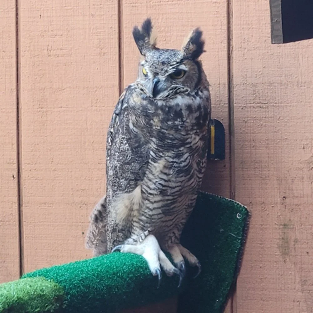 Raptor Center — Lorain County Metro Parks