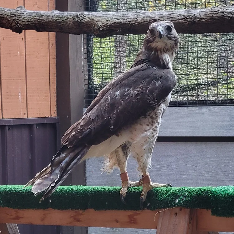 Raptor Center — Lorain County Metro Parks