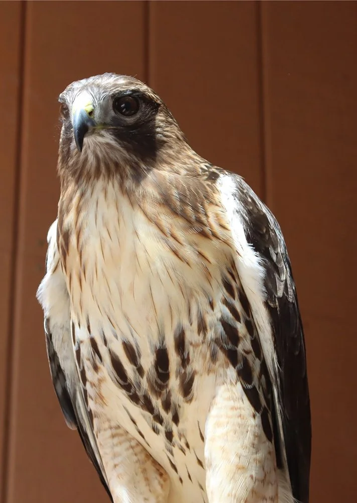 Raptor Center — Lorain County Metro Parks
