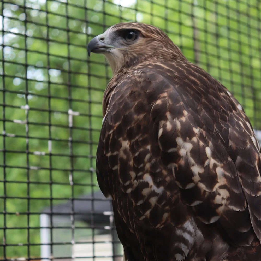 Raptor Center — Lorain County Metro Parks