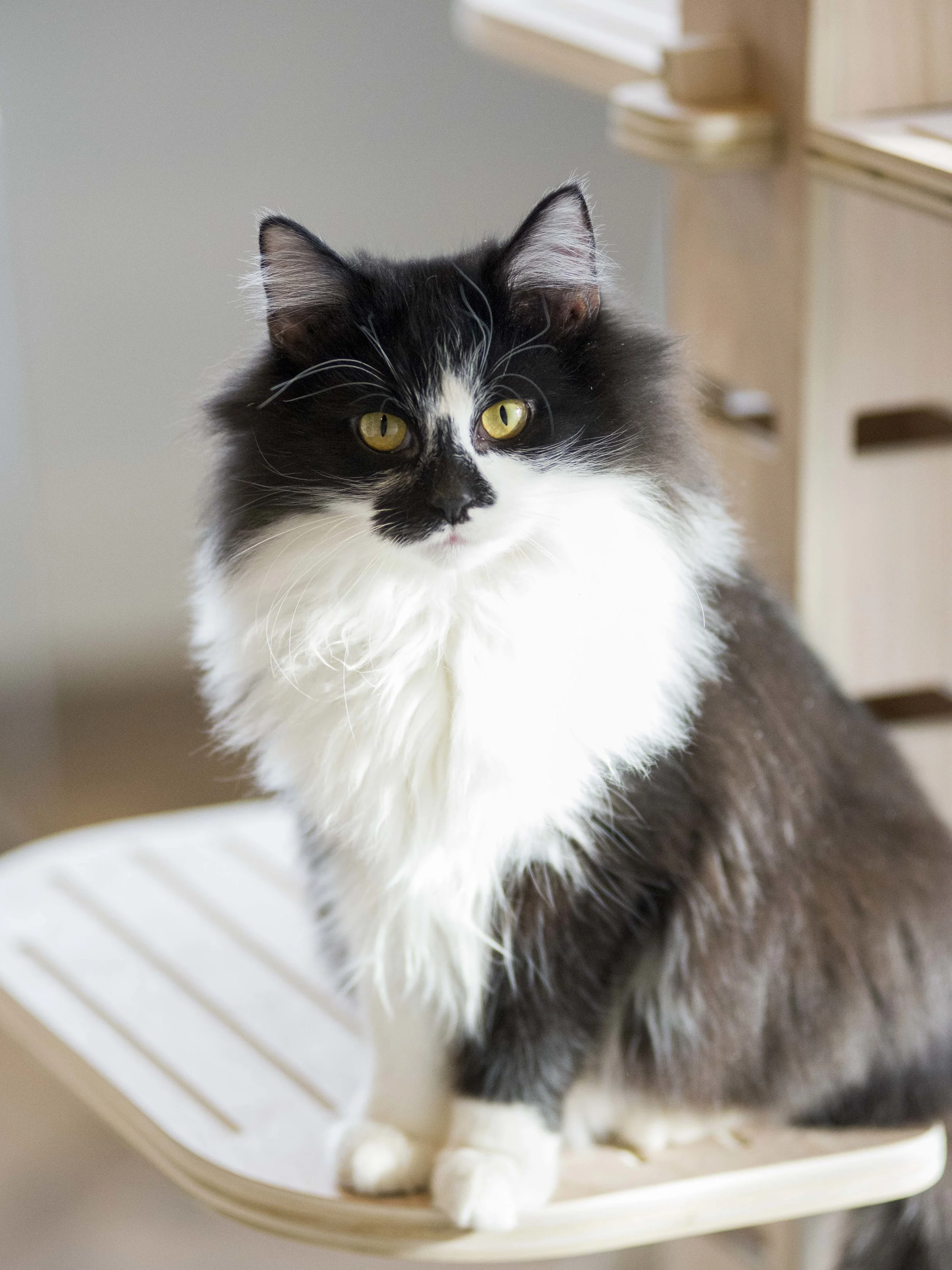 Gem City Catfé
