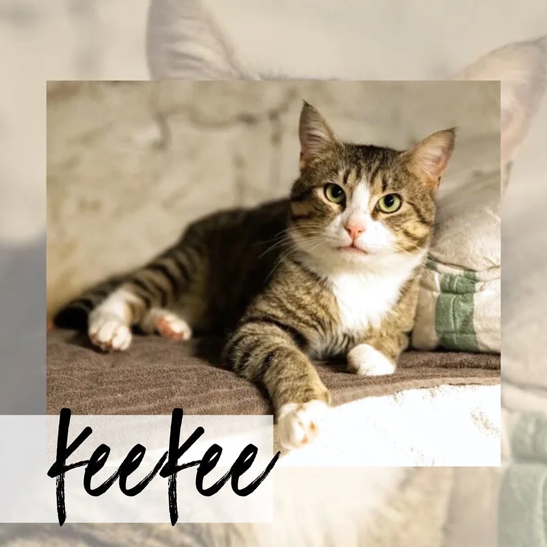 Visit — Gem City Catfé