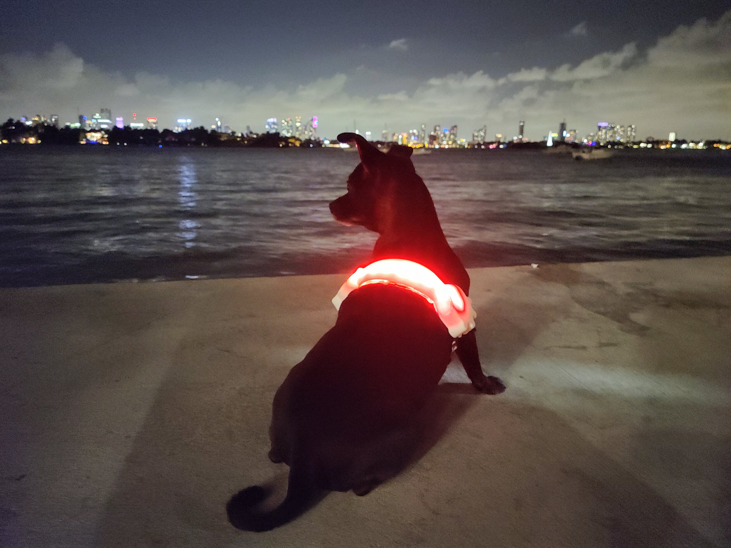 K-9ite Safety Light