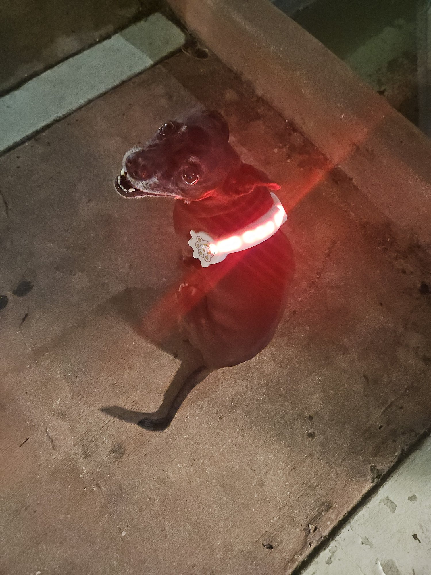 K9ite | Dog Safety Light for Enhanced Visibility & Protection