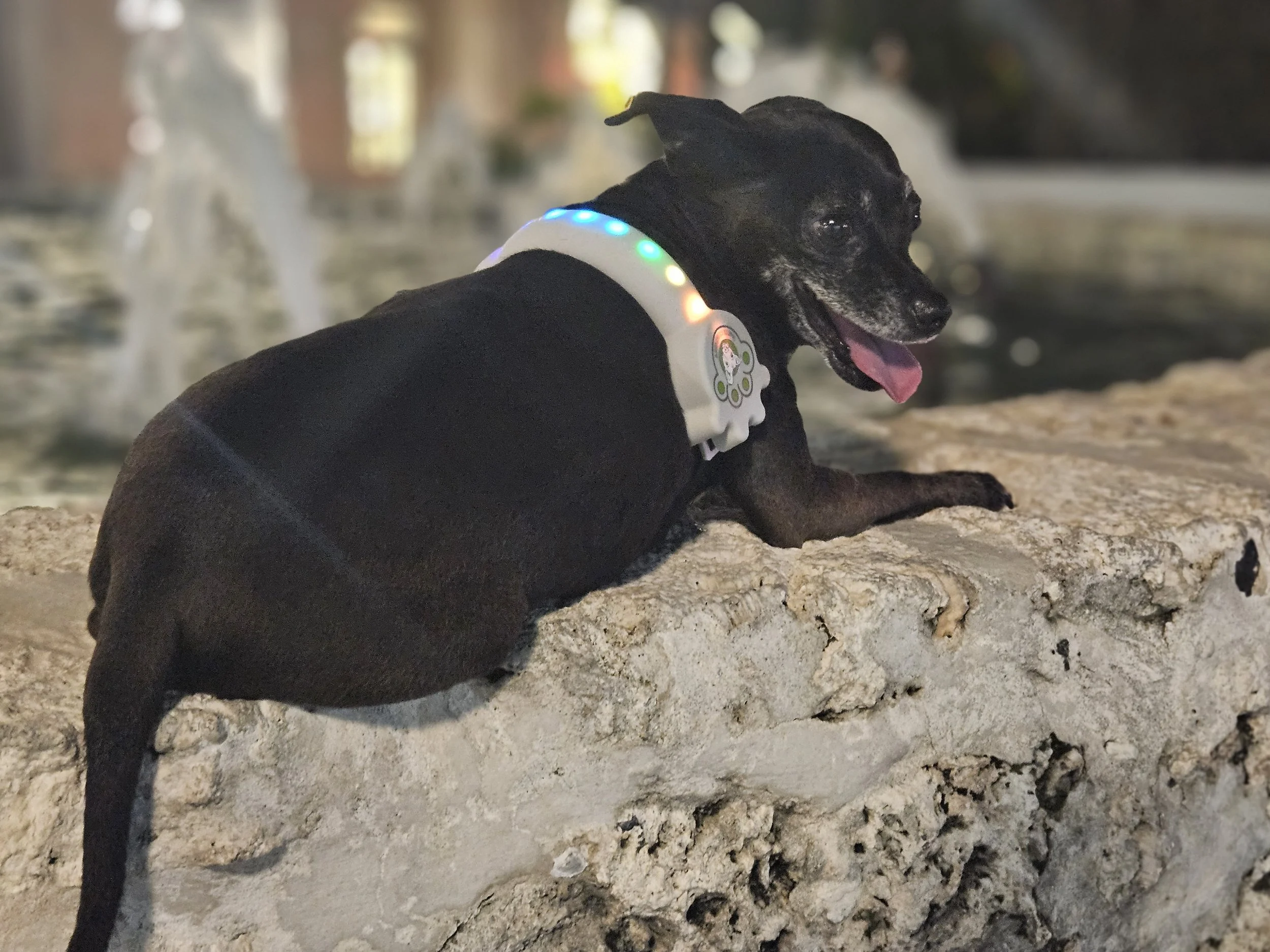 K9ite | Dog Safety Light for Enhanced Visibility & Protection