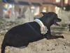 K9ite | Dog Safety Light for Enhanced Visibility & Protection