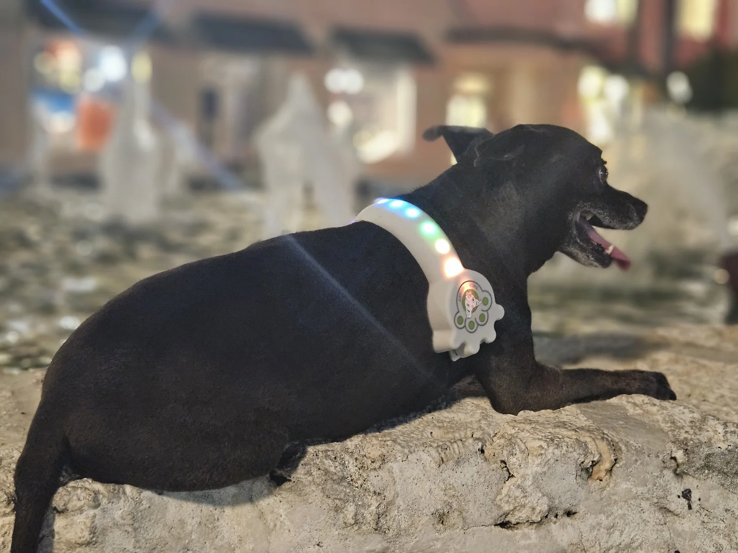 K9ite | Dog Safety Light for Enhanced Visibility & Protection