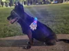 K9ite | Dog Safety Light for Enhanced Visibility & Protection