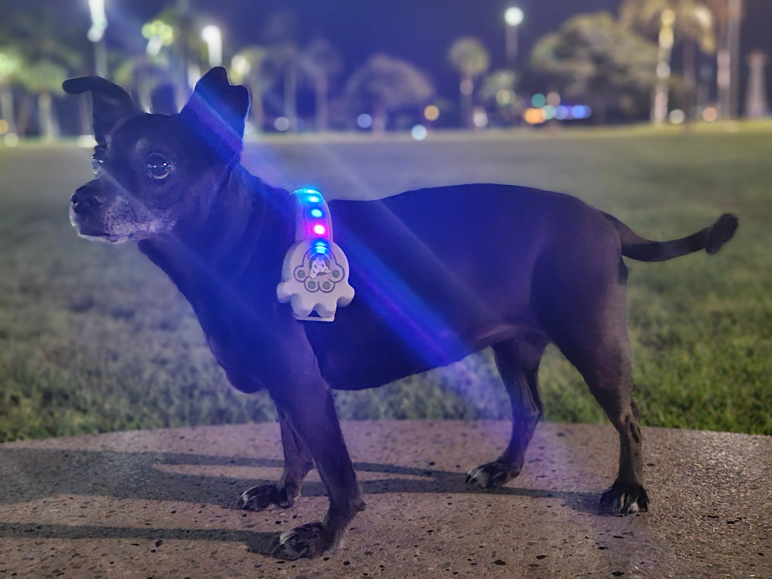K9ite | Dog Safety Light for Enhanced Visibility & Protection
