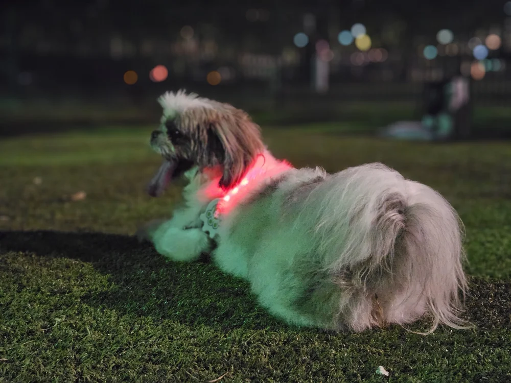 K9ite | Dog Safety Light for Enhanced Visibility & Protection