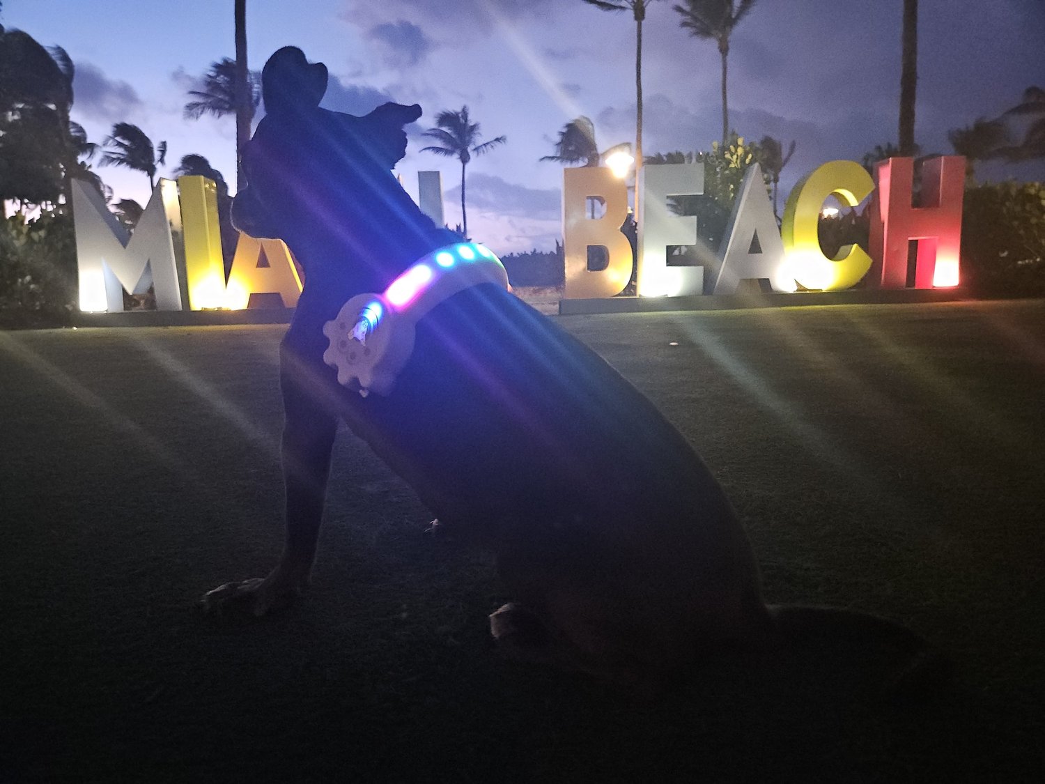 K9ite | Dog Safety Light for Enhanced Visibility & Protection