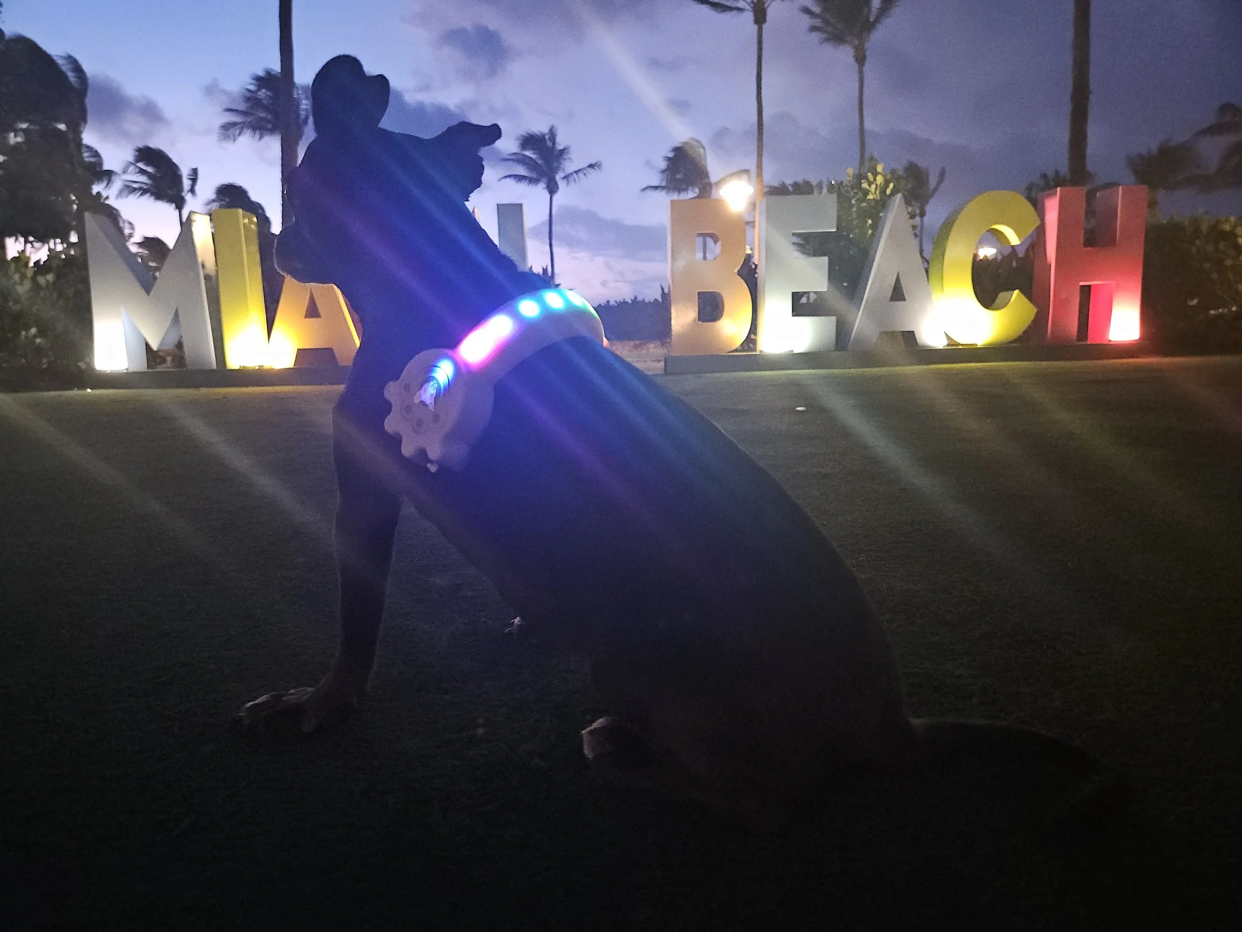K9ite | Dog Safety Light for Enhanced Visibility & Protection