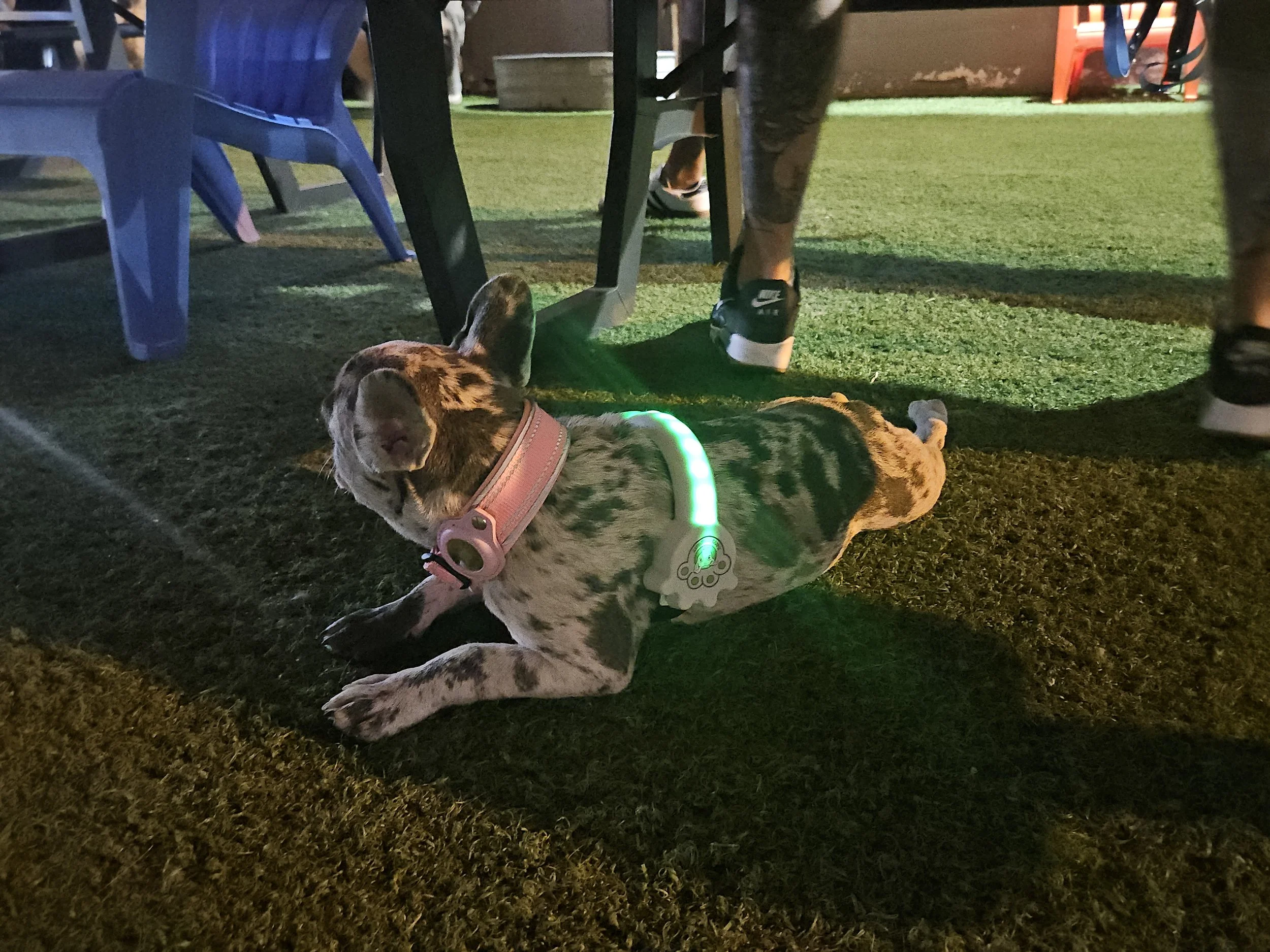 K9ite | Dog Safety Light for Enhanced Visibility & Protection