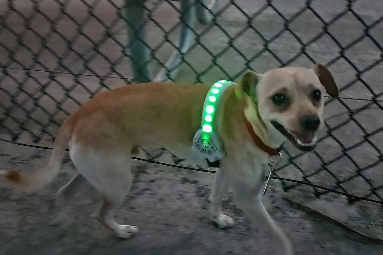 K9ite | Dog Safety Light for Enhanced Visibility & Protection