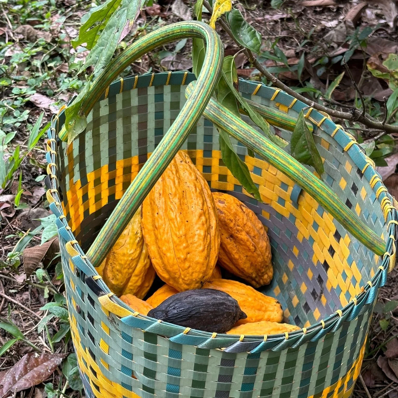 What is Ceremonial Cacao? | Physical Benefits — Ritual Cacao