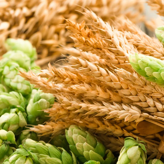 Our beer — Habesha Beer