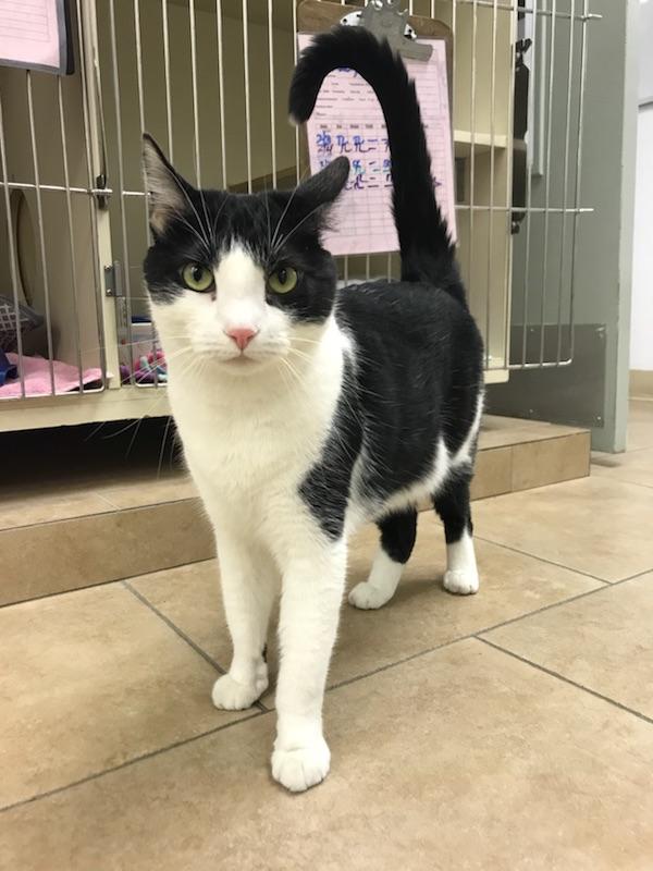 Our CareTeam | Gentle, Compassionate Feline Vet Techs & Office Staff at ...