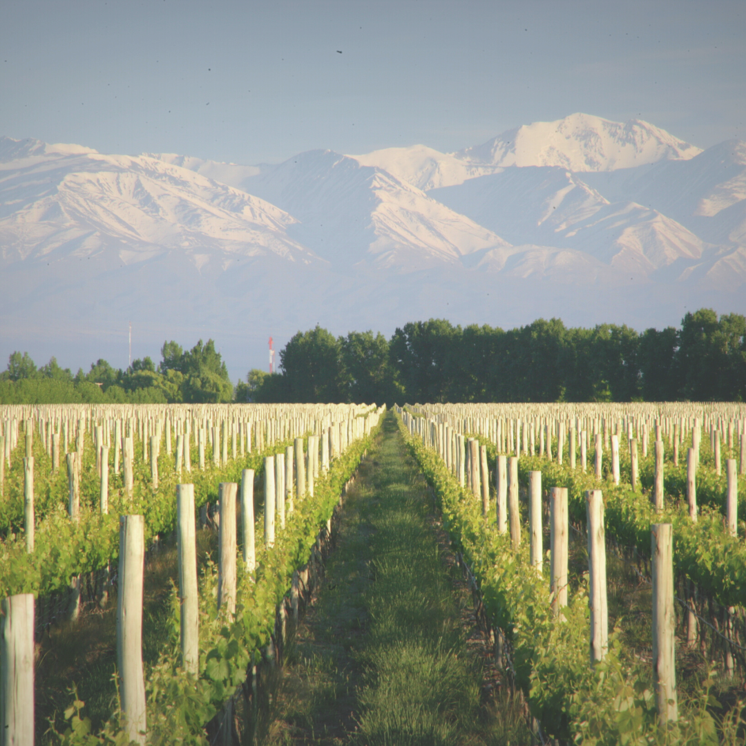 Discover the Wines — Xavier Flouret Wines