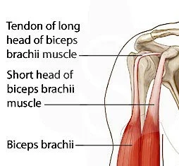 SLAP Tears and Biceps Tendon Injuries — Huang Orthopaedics