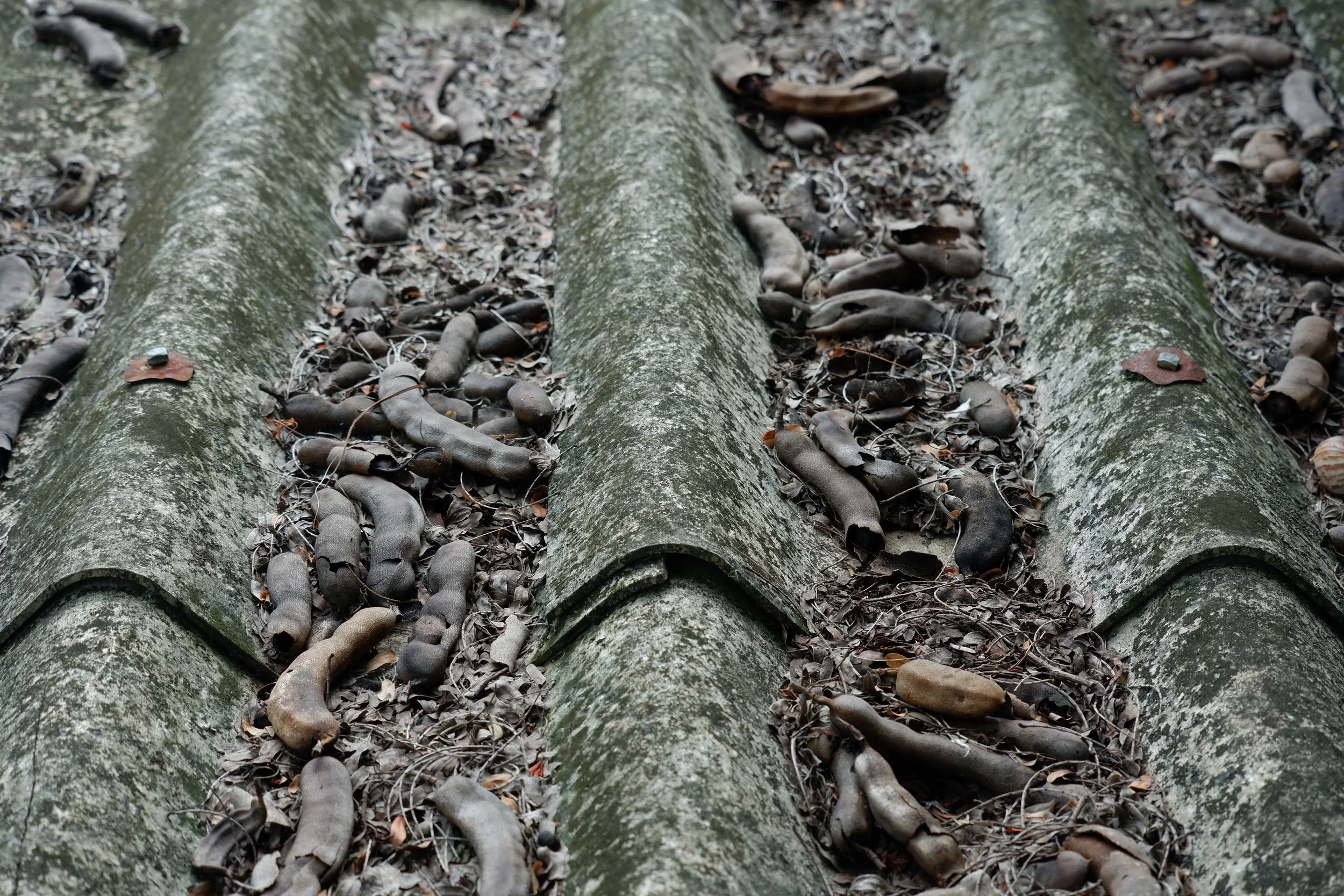 The Hidden Dangers of a Dirty Roof: Why Roof Cleaning Matters ...