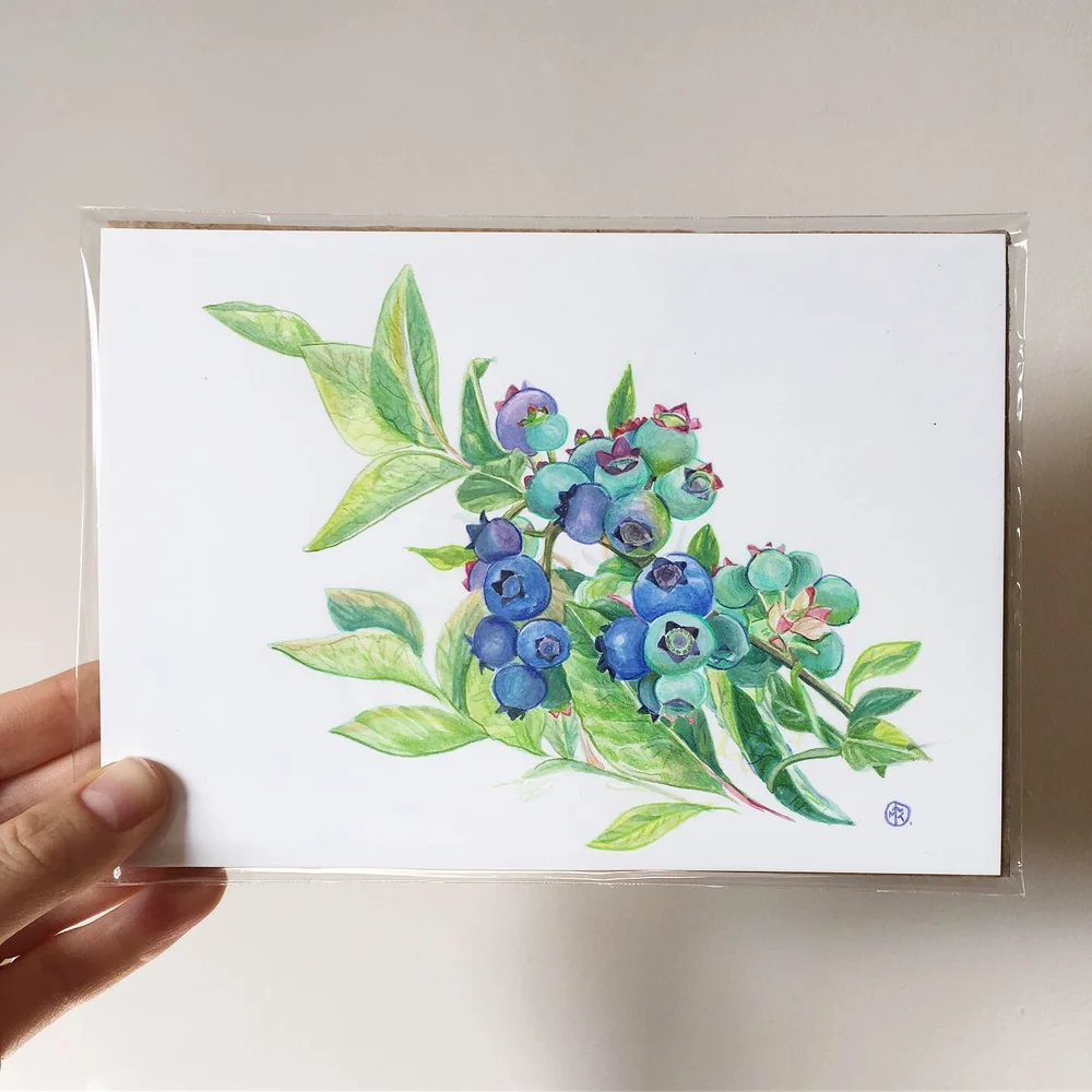 Blueberry Plant Drawing