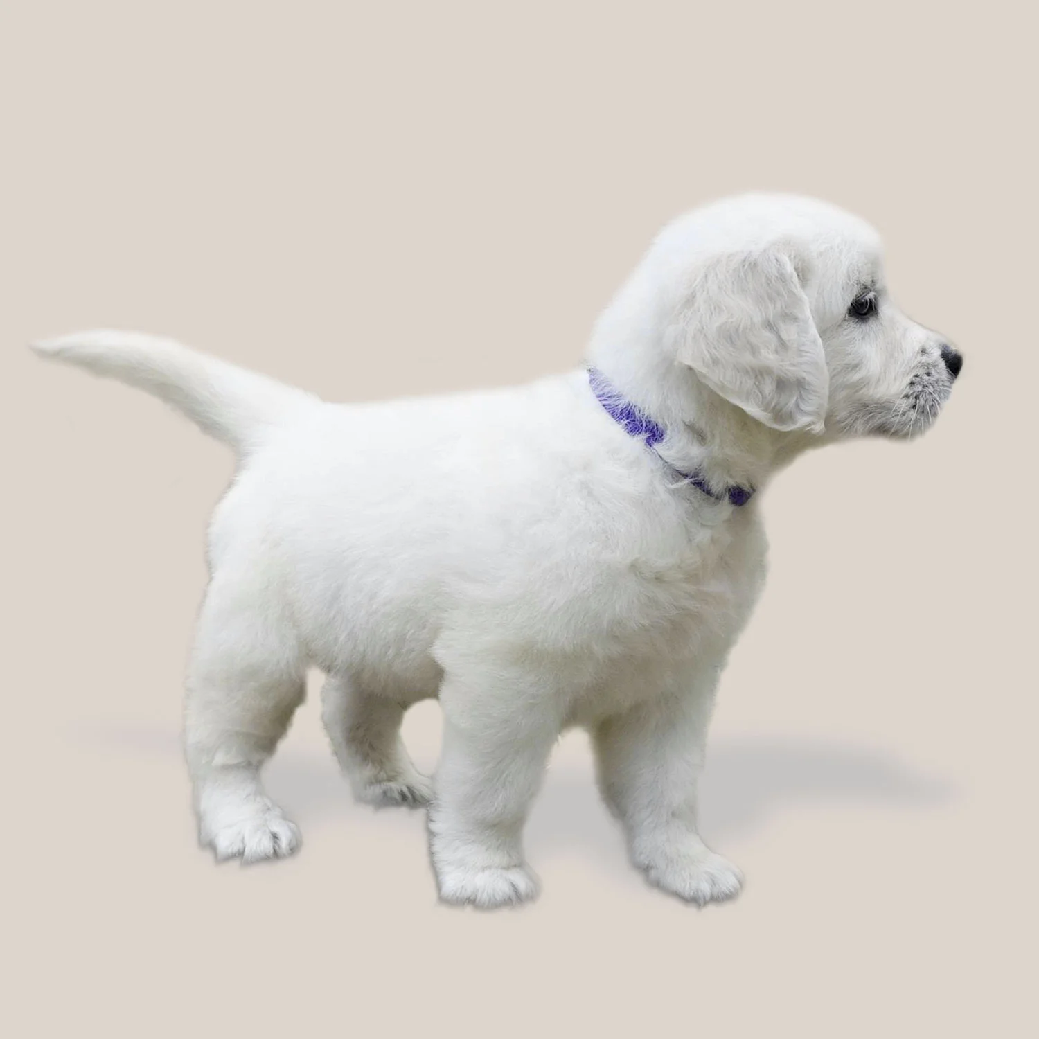 Golden Savannah - English Golden Retrievers