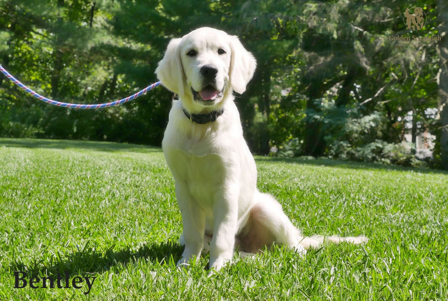 White Golden Retriever Lab Mix
