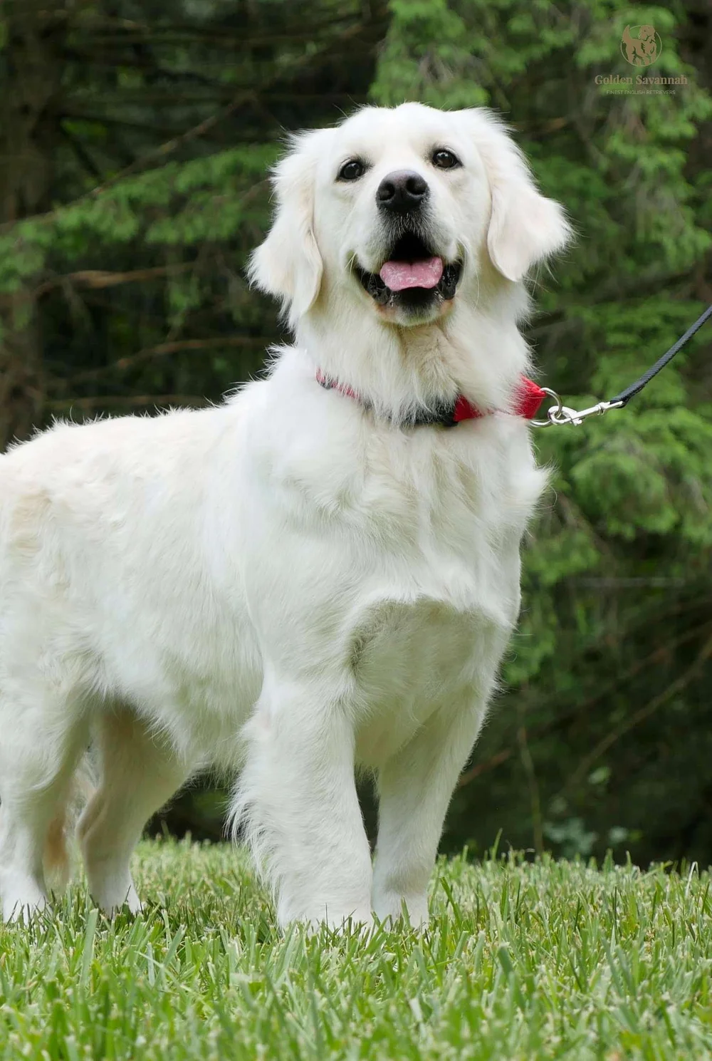 Mia — Golden Savannah - English Golden Retrievers