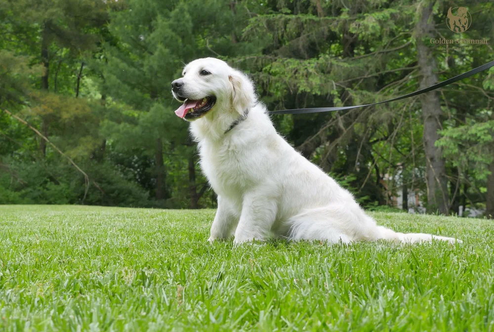 Ruby — Golden Savannah - English Golden Retrievers