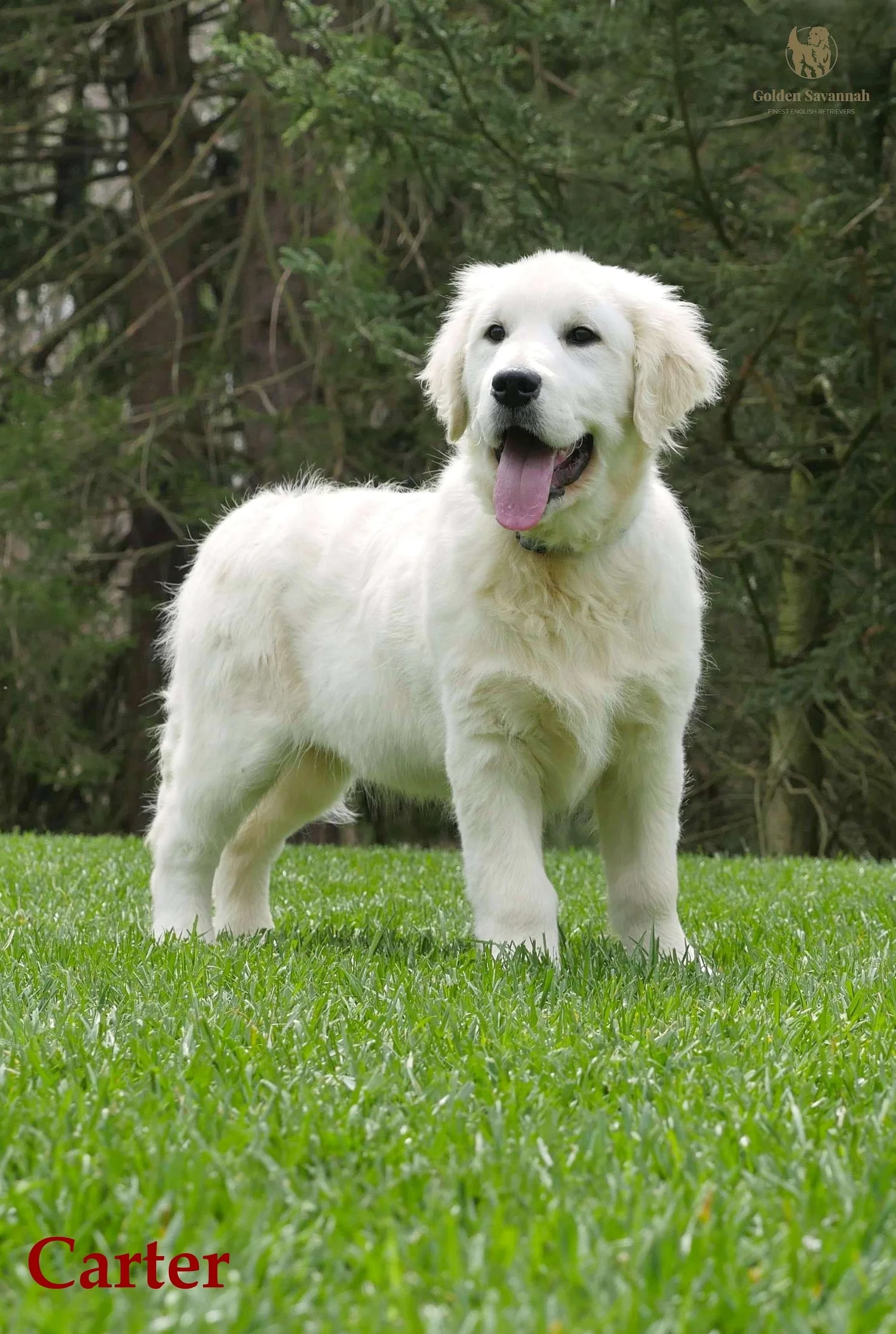 Trained English Golden Retriever Puppies — Golden Savannah - English ...