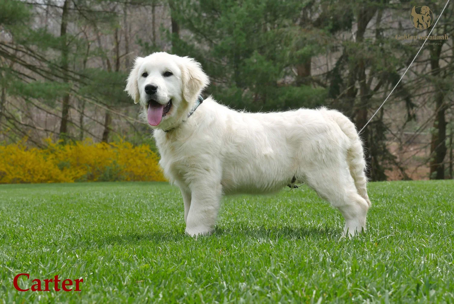 Trained English Golden Retriever Puppies — Golden Savannah - English ...