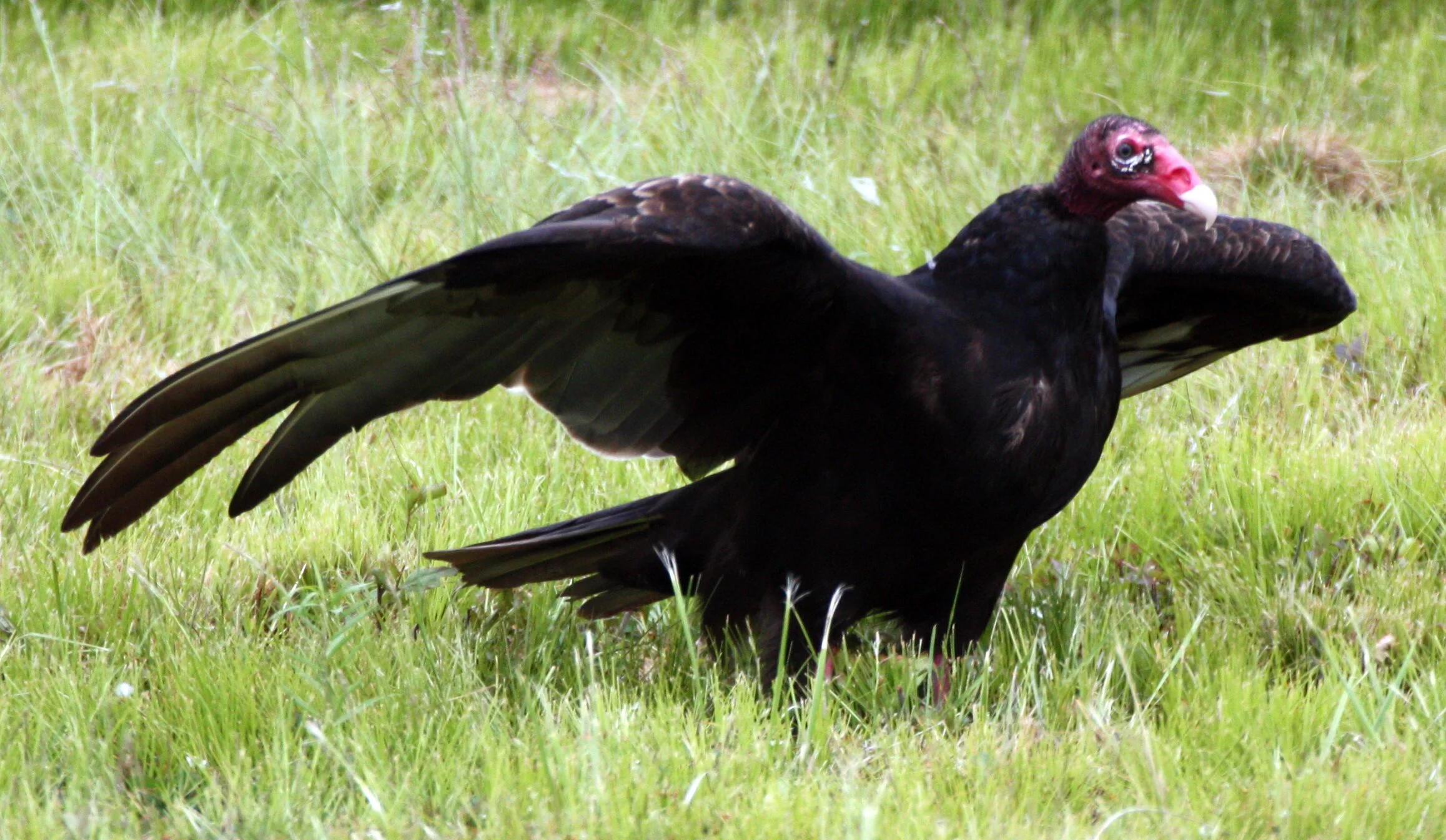 Vultures on the Rise in your Neighborhood? No Need to Move Out! — Linda ...