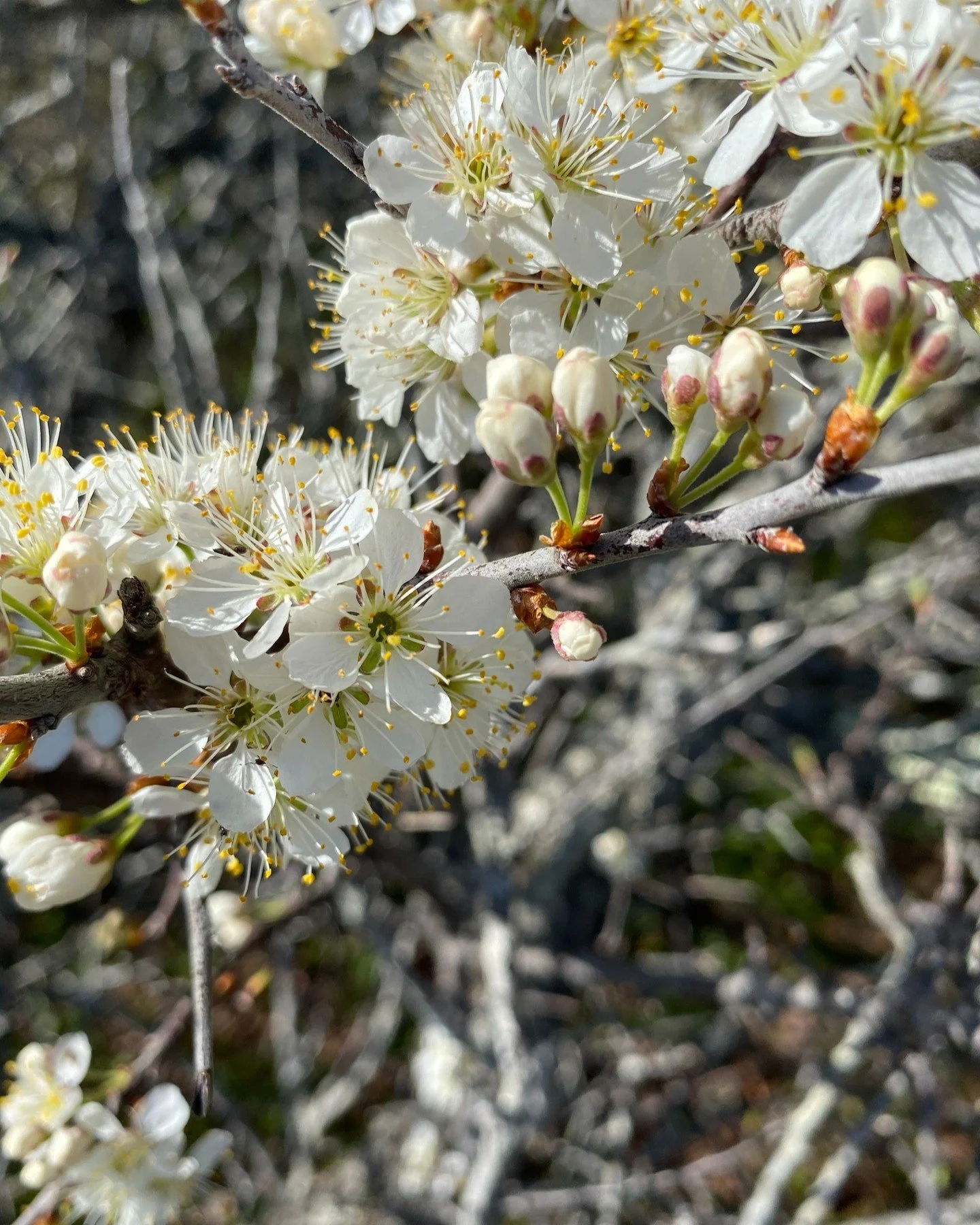 Linda Loring Nature Foundation