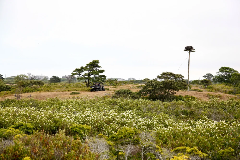 Nantucket Osprey Watch | Osprey Monitoring Program — Linda Loring ...