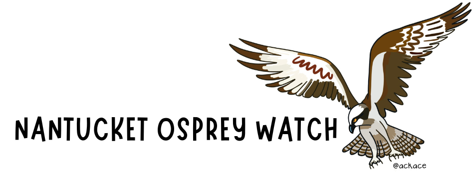 Nantucket Osprey Watch | Osprey Monitoring Program — Linda Loring ...