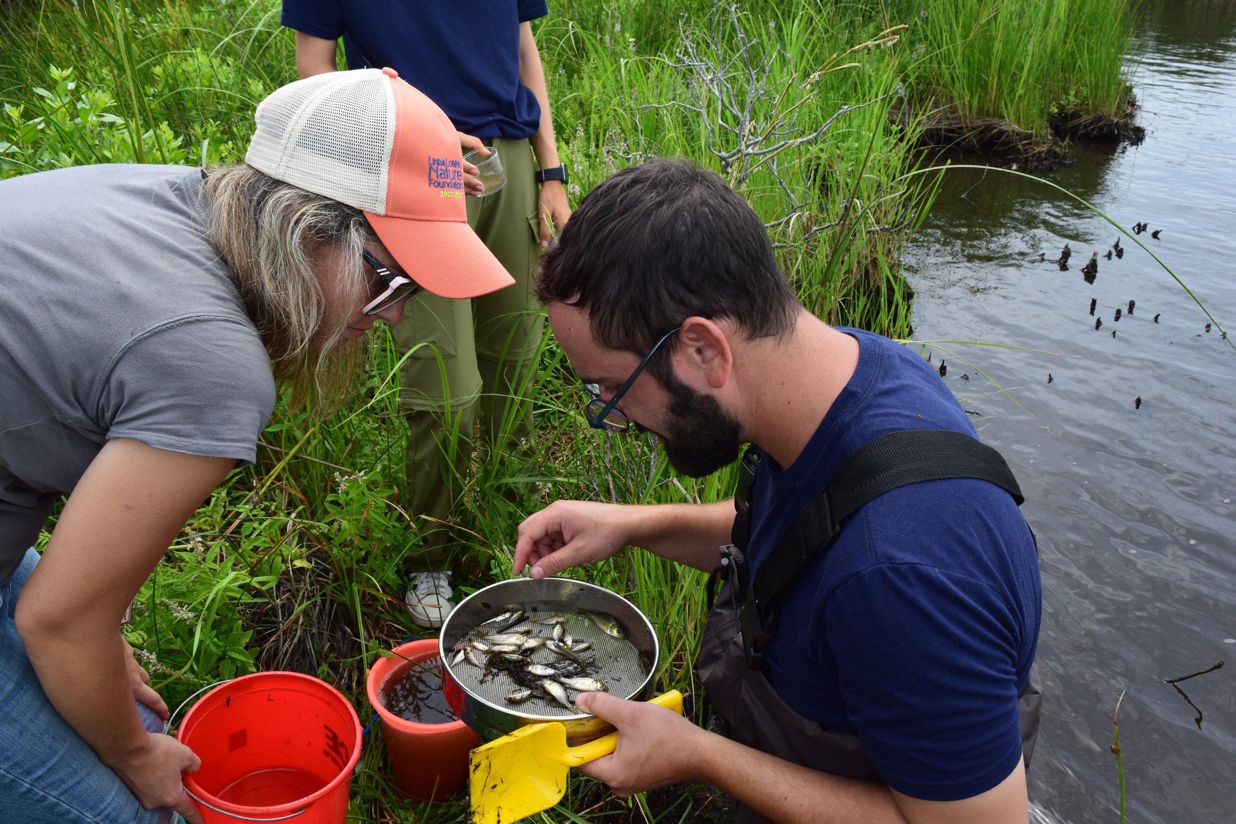 Seining for Long Pond Creatures — Linda Loring Nature Foundation Seining for Long Pond Creatures — Linda Loring Nature Foundation