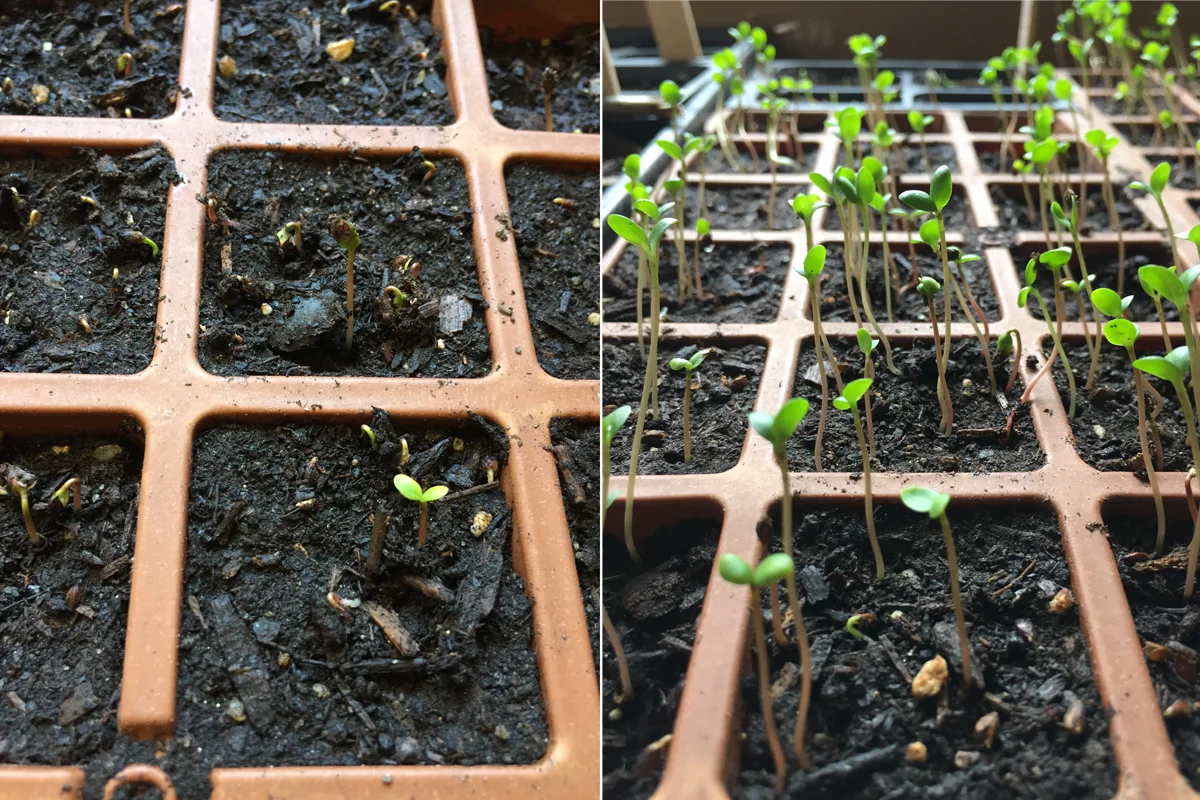 Persicaria Tinctoria — mixed color