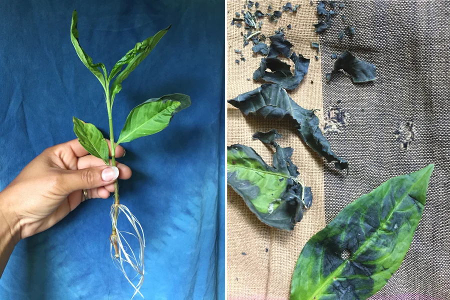 Persicaria Tinctoria — mixed color