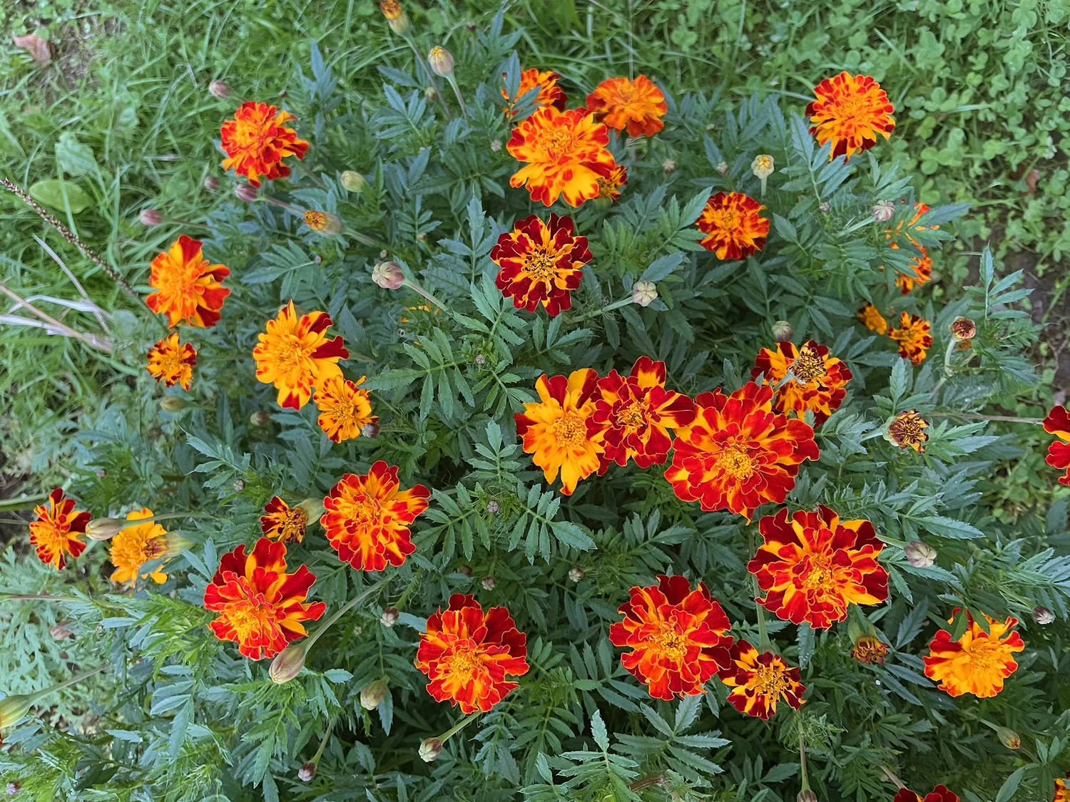 Dye Flower Garden — mixed color