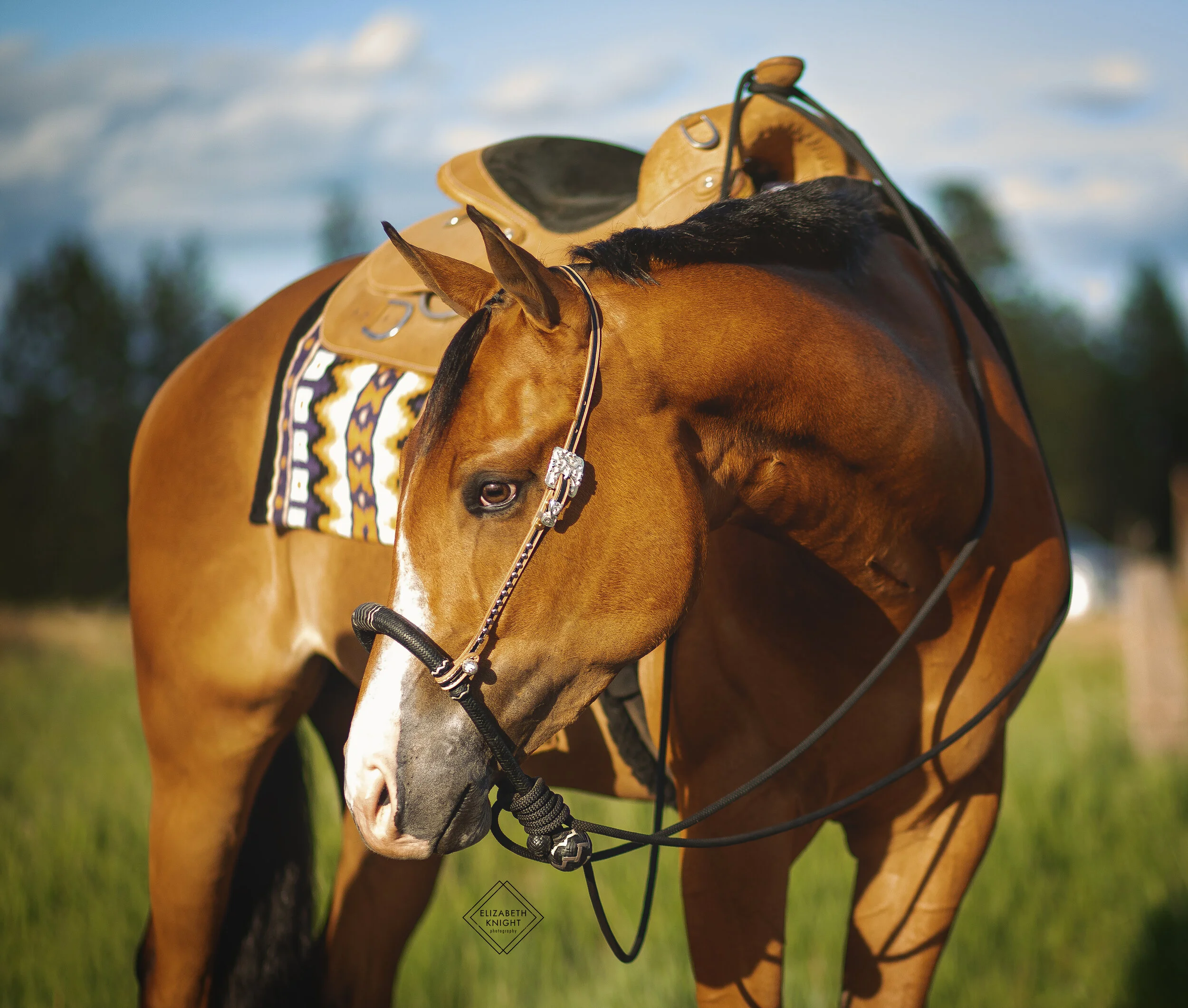 Beautiful Western Horse Photography