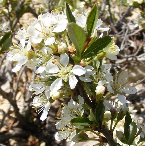 Western Sandcherry