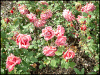 How to Select the Best Roses for your Garden - Midwest Gardening