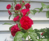 Best Roses for Shade - Midwest Gardening