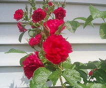 Best Roses for Shade - Midwest Gardening