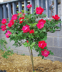 Growing Tree Roses - Midwest Gardening