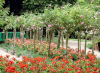Growing Tree Roses - Midwest Gardening