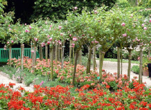 Growing Tree Roses - Midwest Gardening